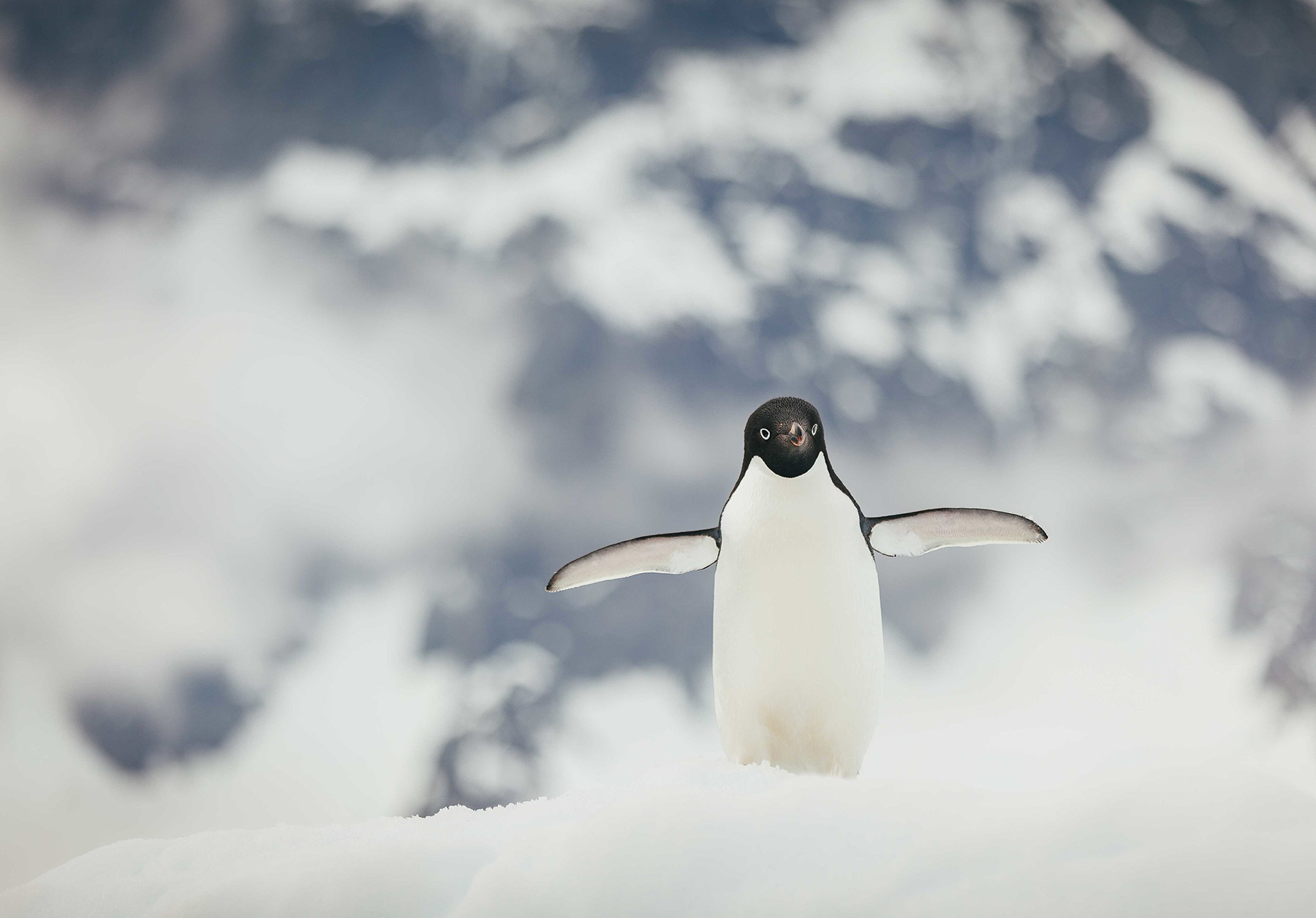 Antarctica – Toby the Polar Pig